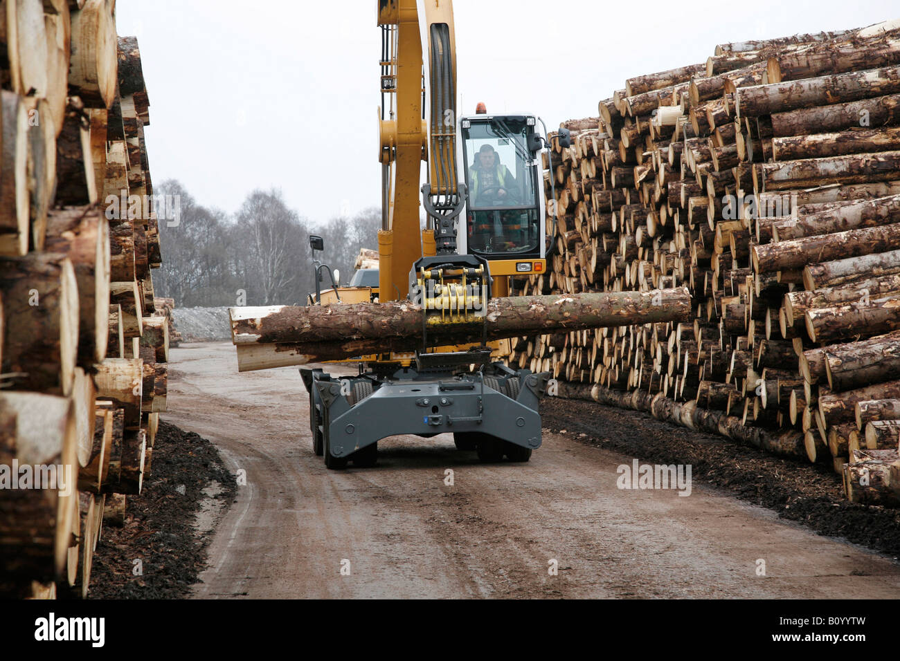 Cut Pine Tree Logs, planed softwood construction building timber at ...