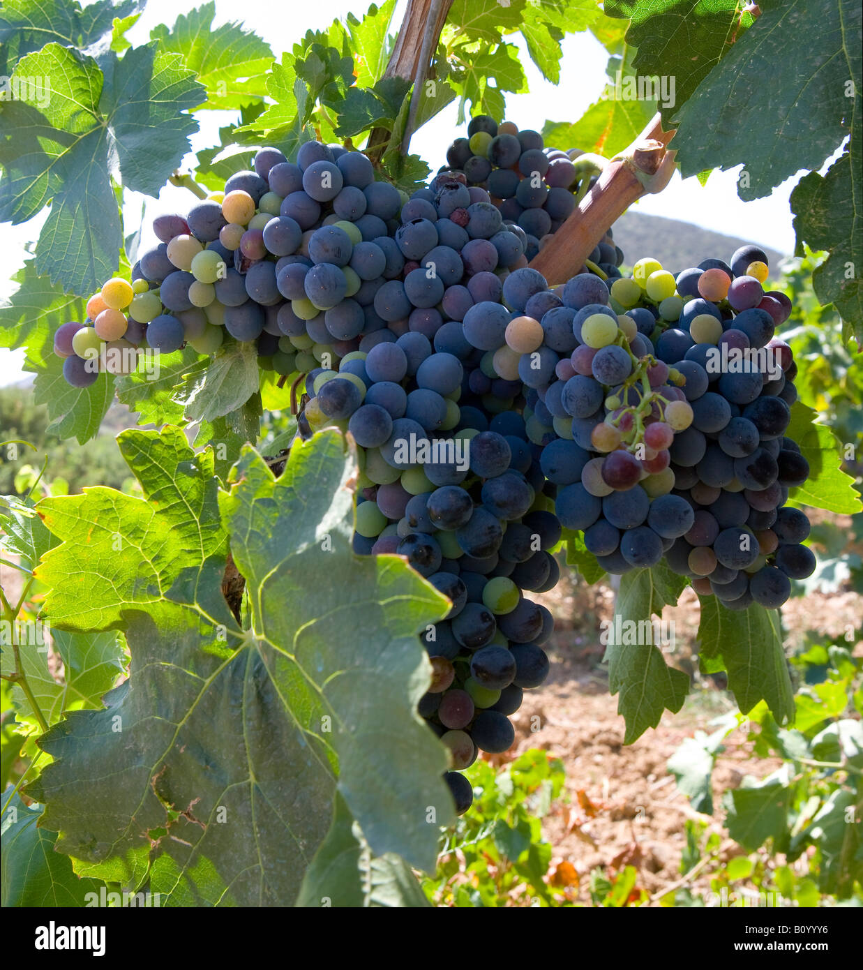 Grape, Sardinia, Mediterranean Stock Photo - Alamy