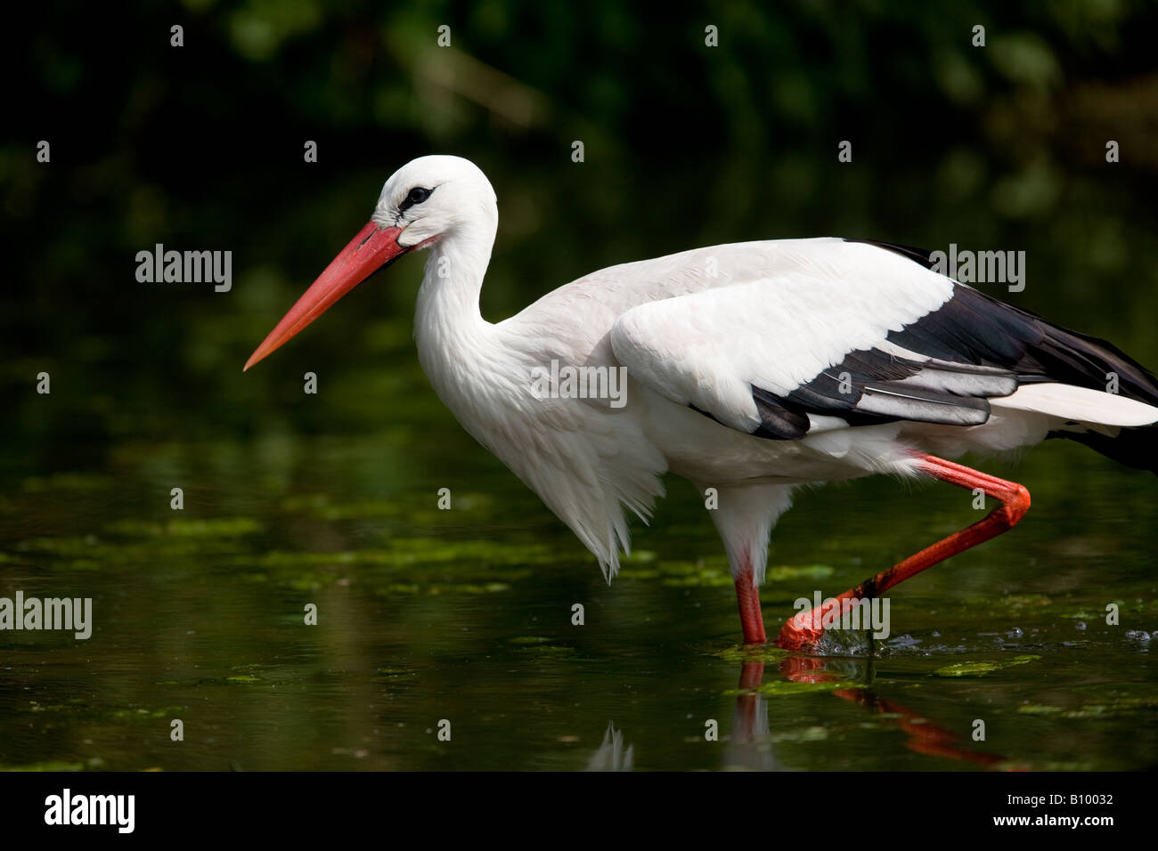 White Stork searching for prey - Ciconia ciconia Stock Photo - Alamy