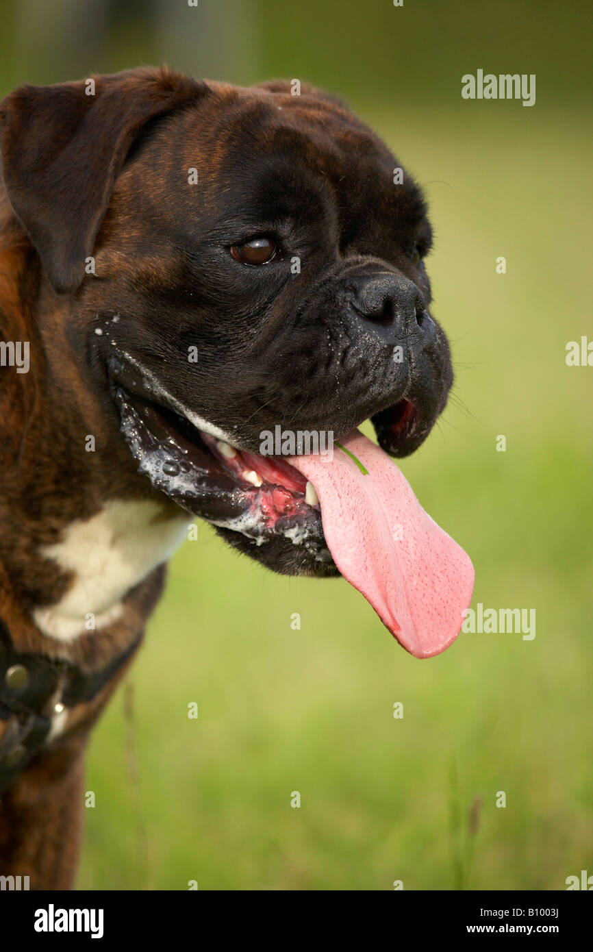 Portrait of a Boxer Stock Photo - Alamy