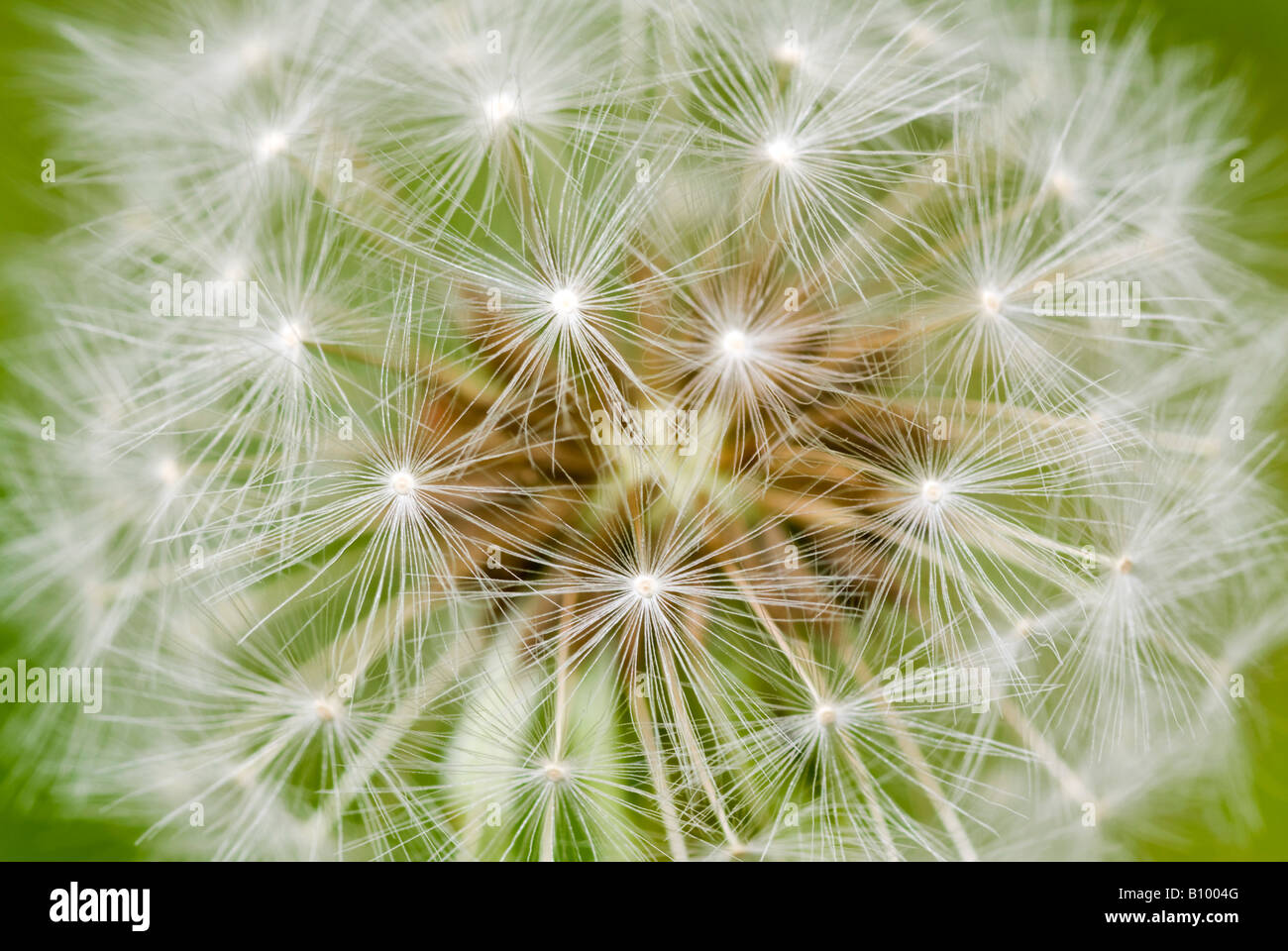 Puffball of seeds hi-res stock photography and images - Alamy