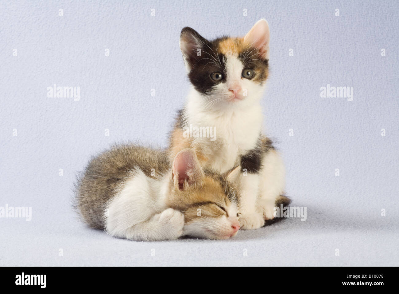 two kittens isolated Stock Photo - Alamy