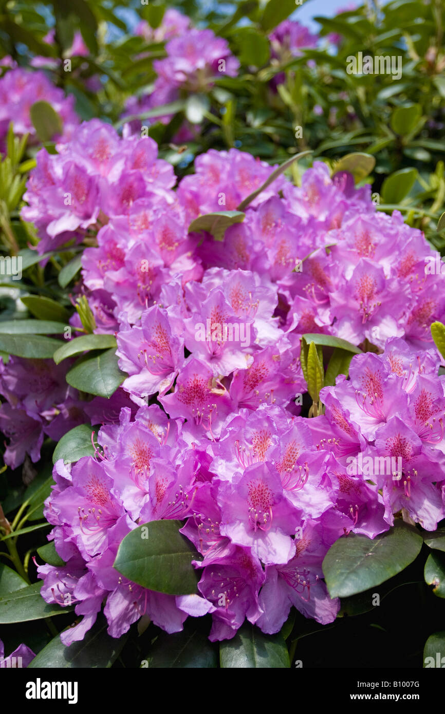 A close up of Lilac coloured Rhododendron flowers in bloom in Spring in ...