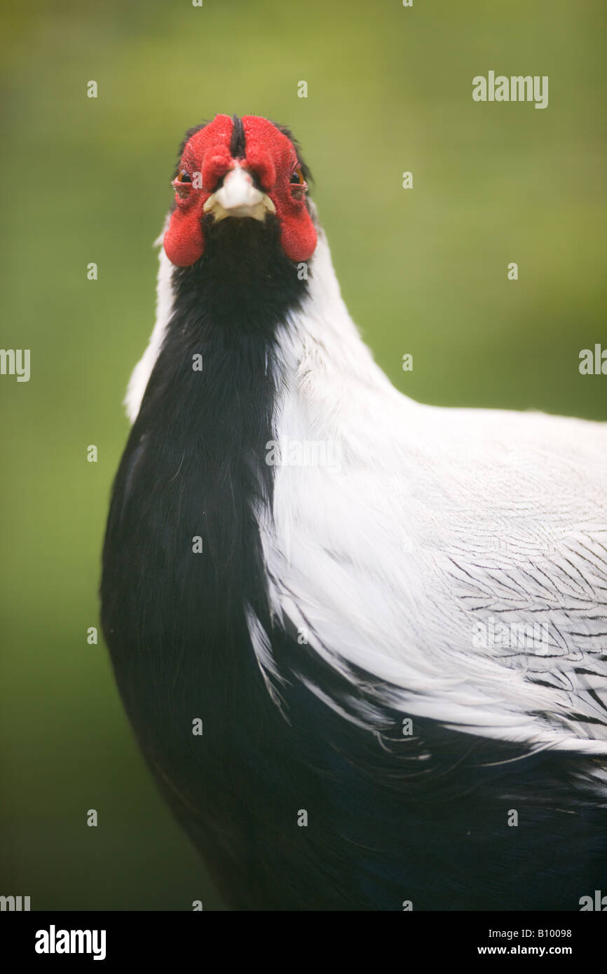 Silver pheasant hi-res stock photography and images - Alamy