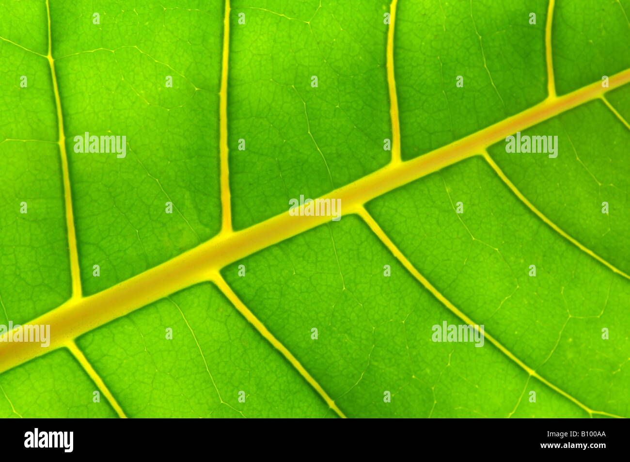 Backlit green leaf of a tropical plant close up Stock Photo - Alamy