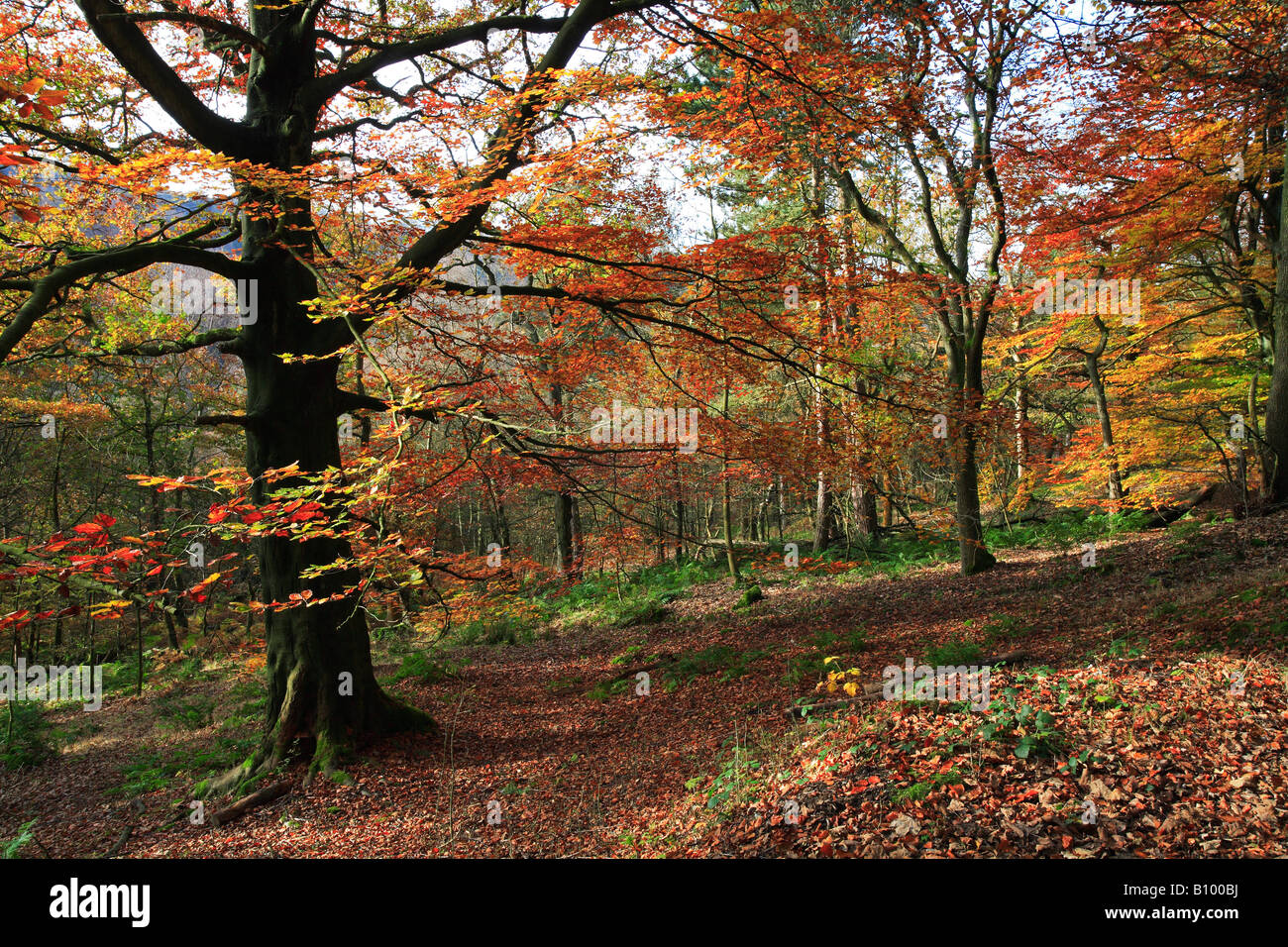 Trees in Autumn Stock Photo - Alamy