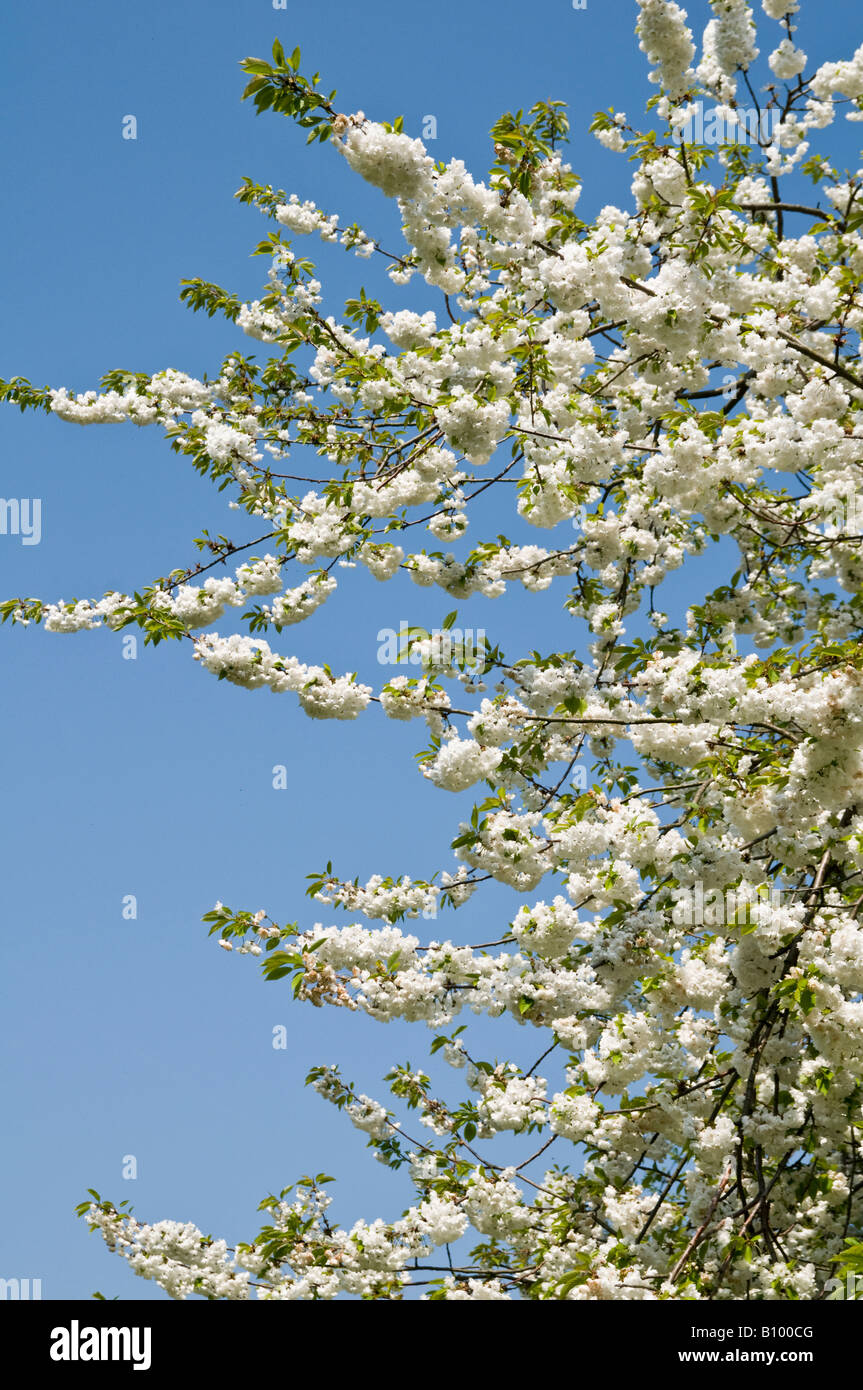 White blossom trees in bloom Stock Photo - Alamy