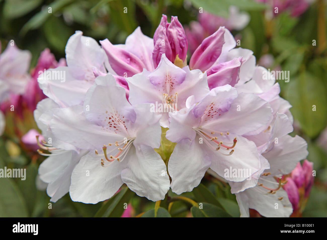 Pink Rhododendron flowers blooming Stock Photo - Alamy