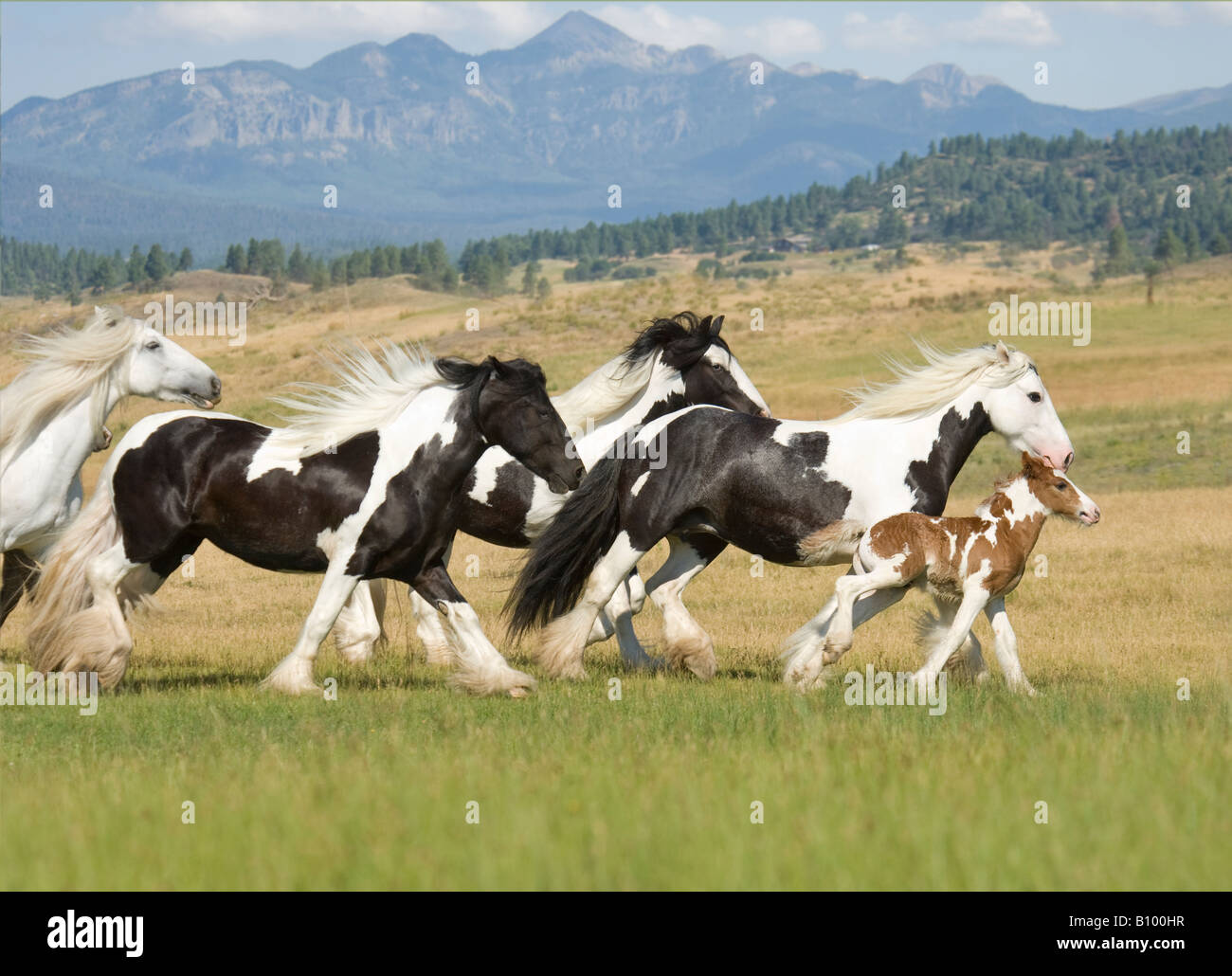 Herd of Gypsy Vanner horse mares and foals gallop across scenic ...
