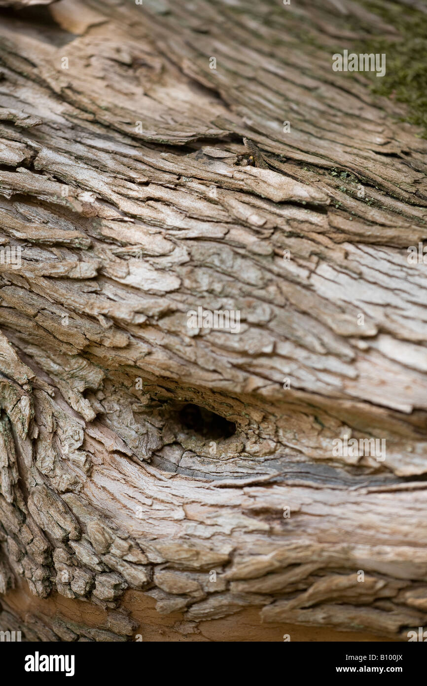 A close up example of Pareidolia. The bark of the Strawberry Tree ...