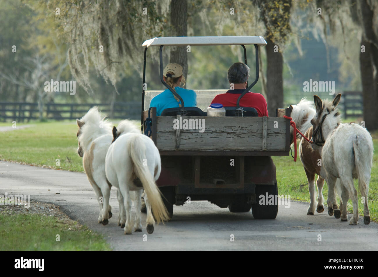 Miniature horse cart hi-res stock photography and images - Alamy