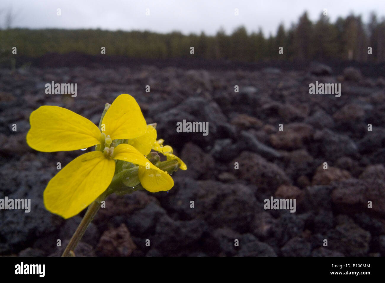 Lava flower hi-res stock photography and images - Alamy