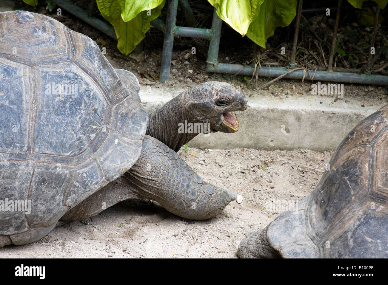 The almost extinct Galápagos Giant tortoises of the Aldabra Atoll ...