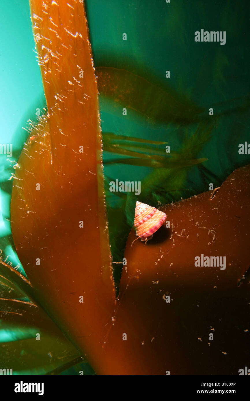 Kelp snail hi-res stock photography and images - Alamy