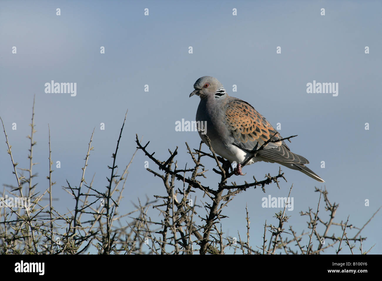 Turtle dove Streptopelia turtur spring Spain Stock Photo - Alamy