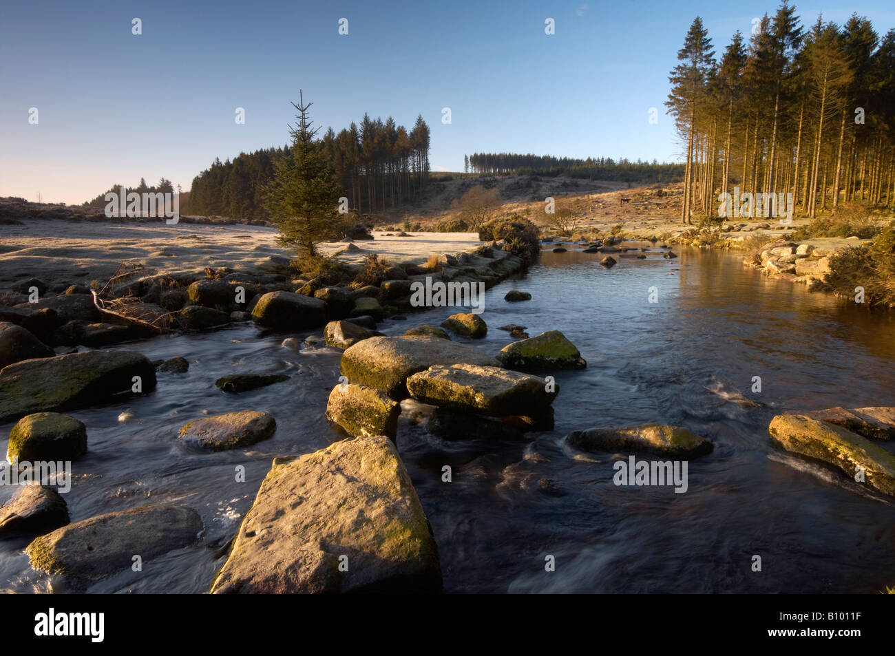 The East Dart river runs alongside Bellever woods on acold frosty ...
