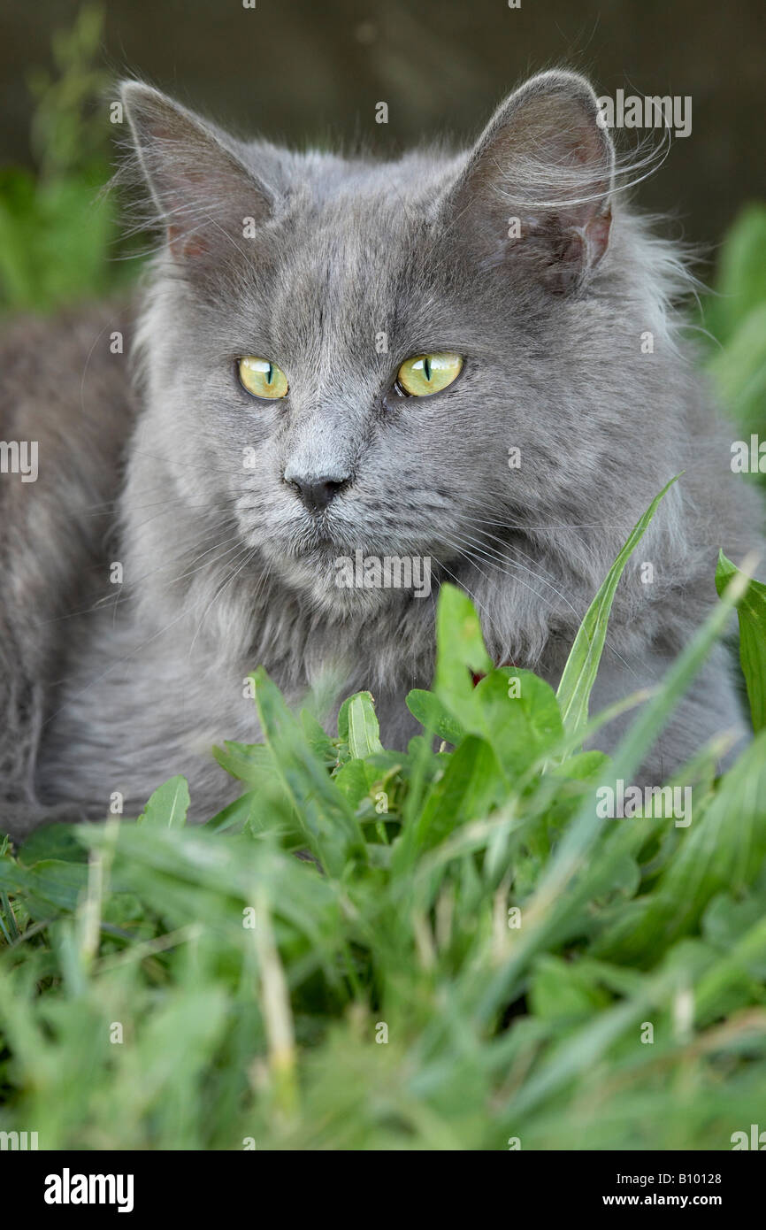 Blue Maine Coon cat Stock Photo - Alamy
