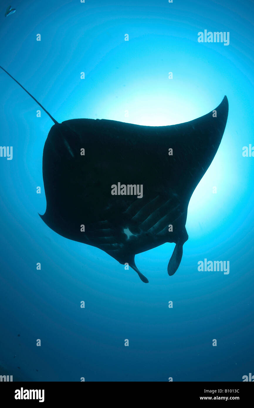 Black Manta Manta birostris Raja Ampat Irian Jaya Indonesia Stock Photo ...