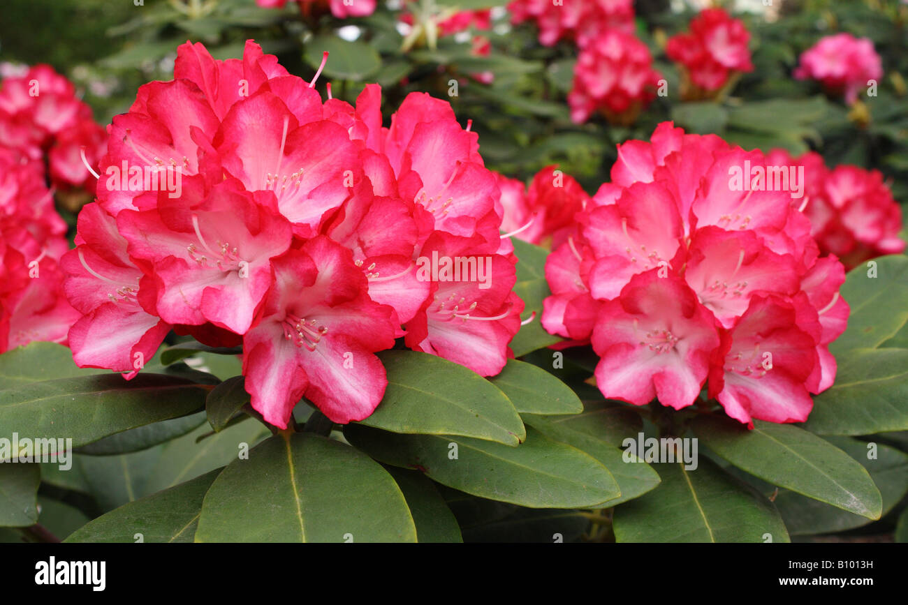 Red Rhododendron "Kalinka" flowers blooming Stock Photo - Alamy