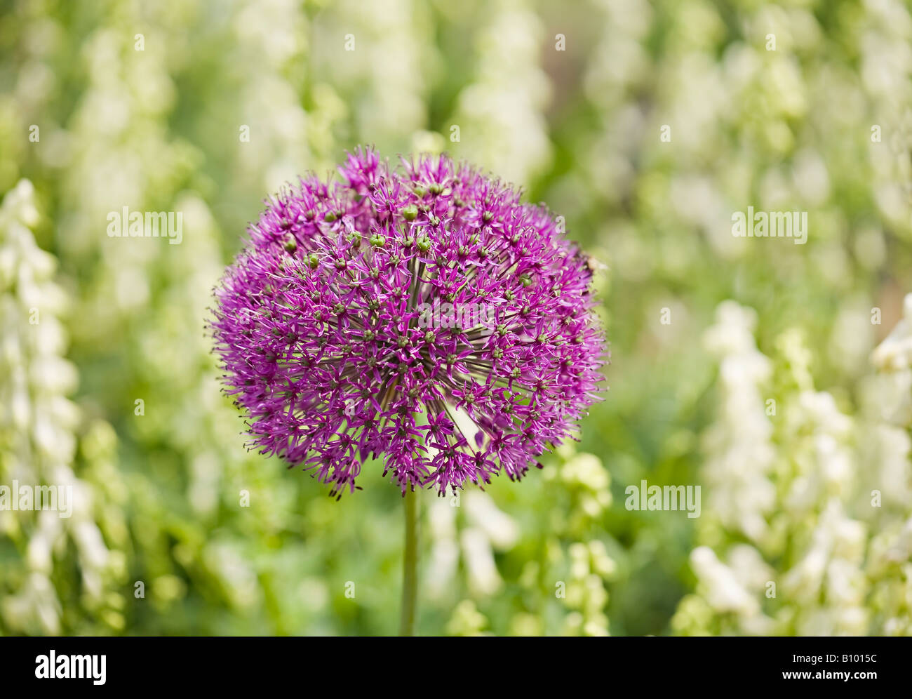 A single Purple Allium in bloom in Spring in West Sussex, England, UK ...