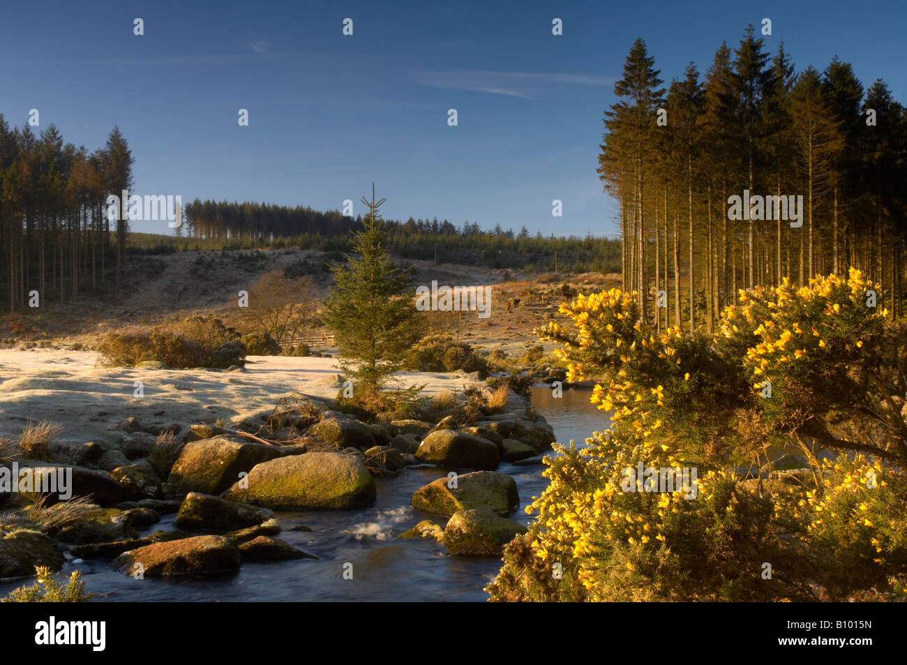 The East Dart river runs alongside Bellever woods on acold frosty ...