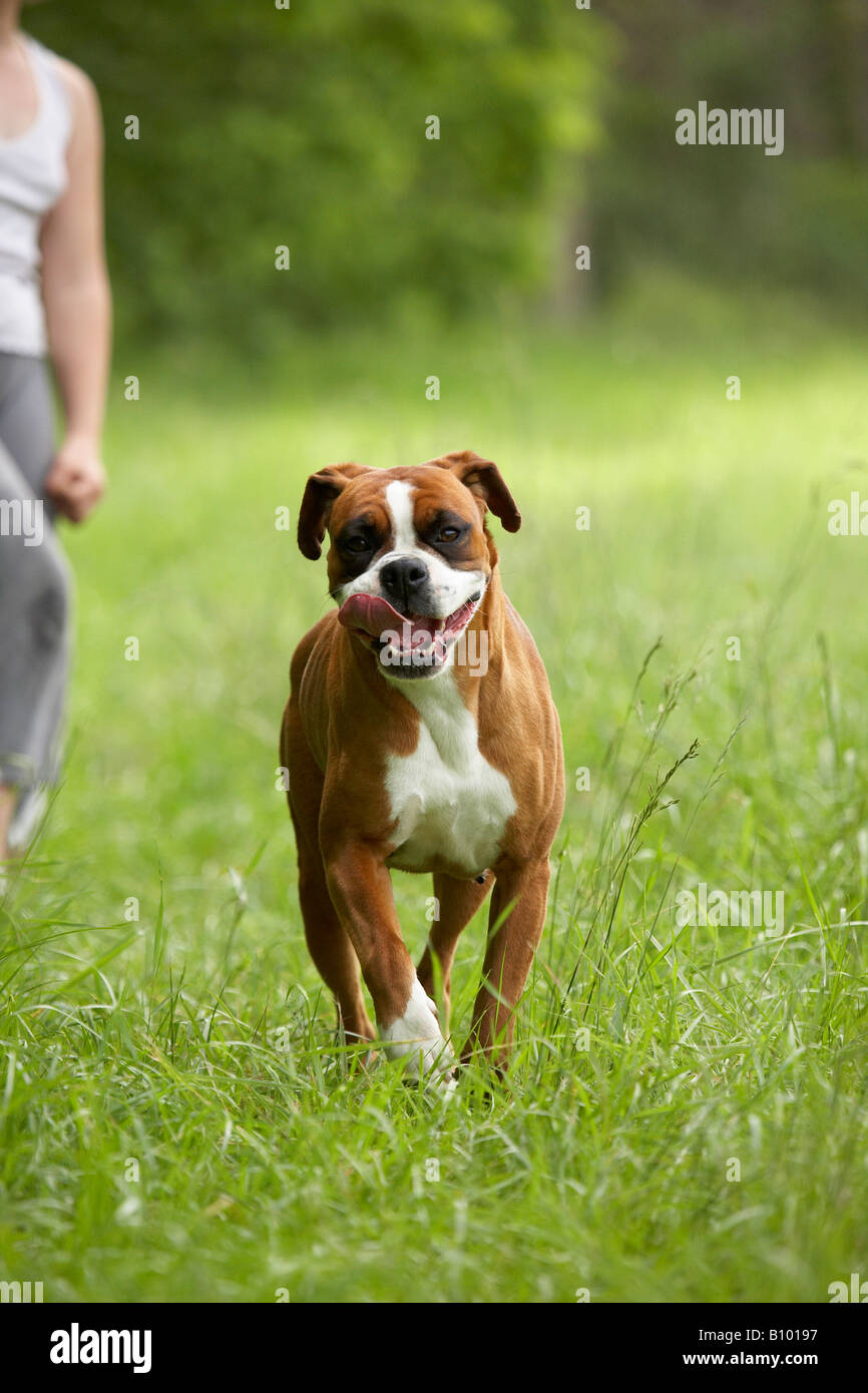 Owner running with her Boxer Stock Photo - Alamy