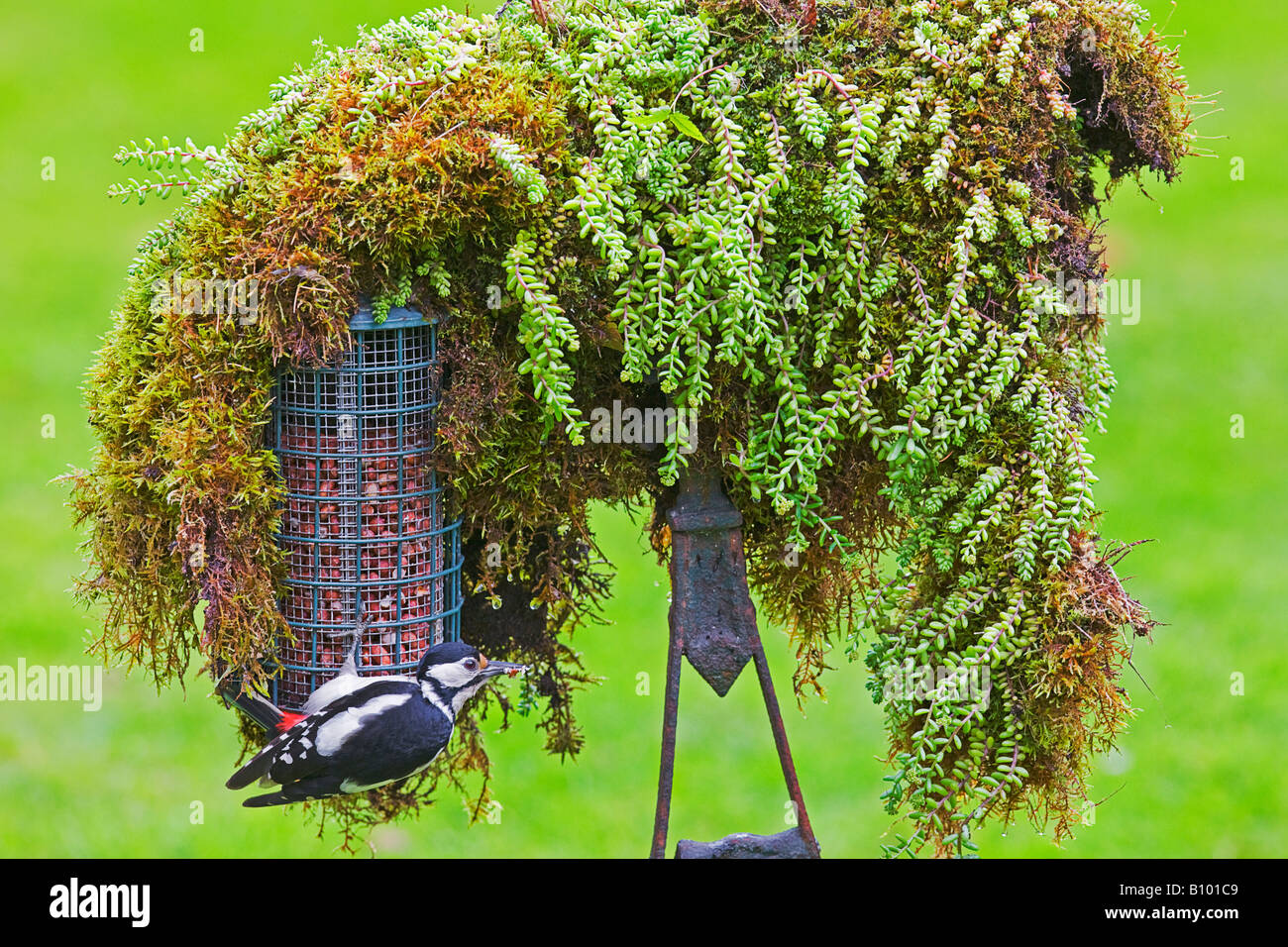 Dendrocopos major habitat hi-res stock photography and images - Alamy