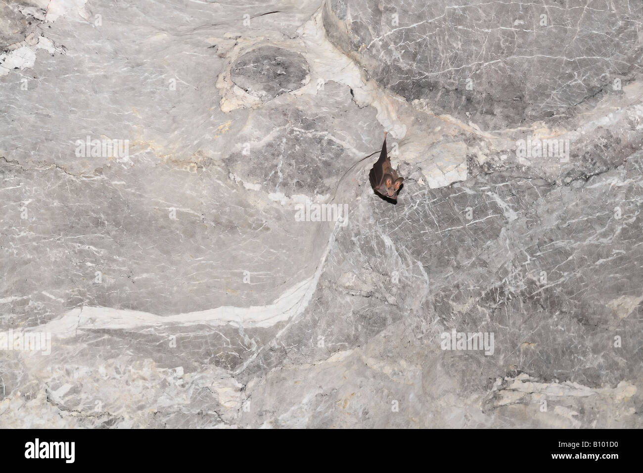 Bat hanging in cave, Kanchanaburi province, Thailand Stock Photo - Alamy