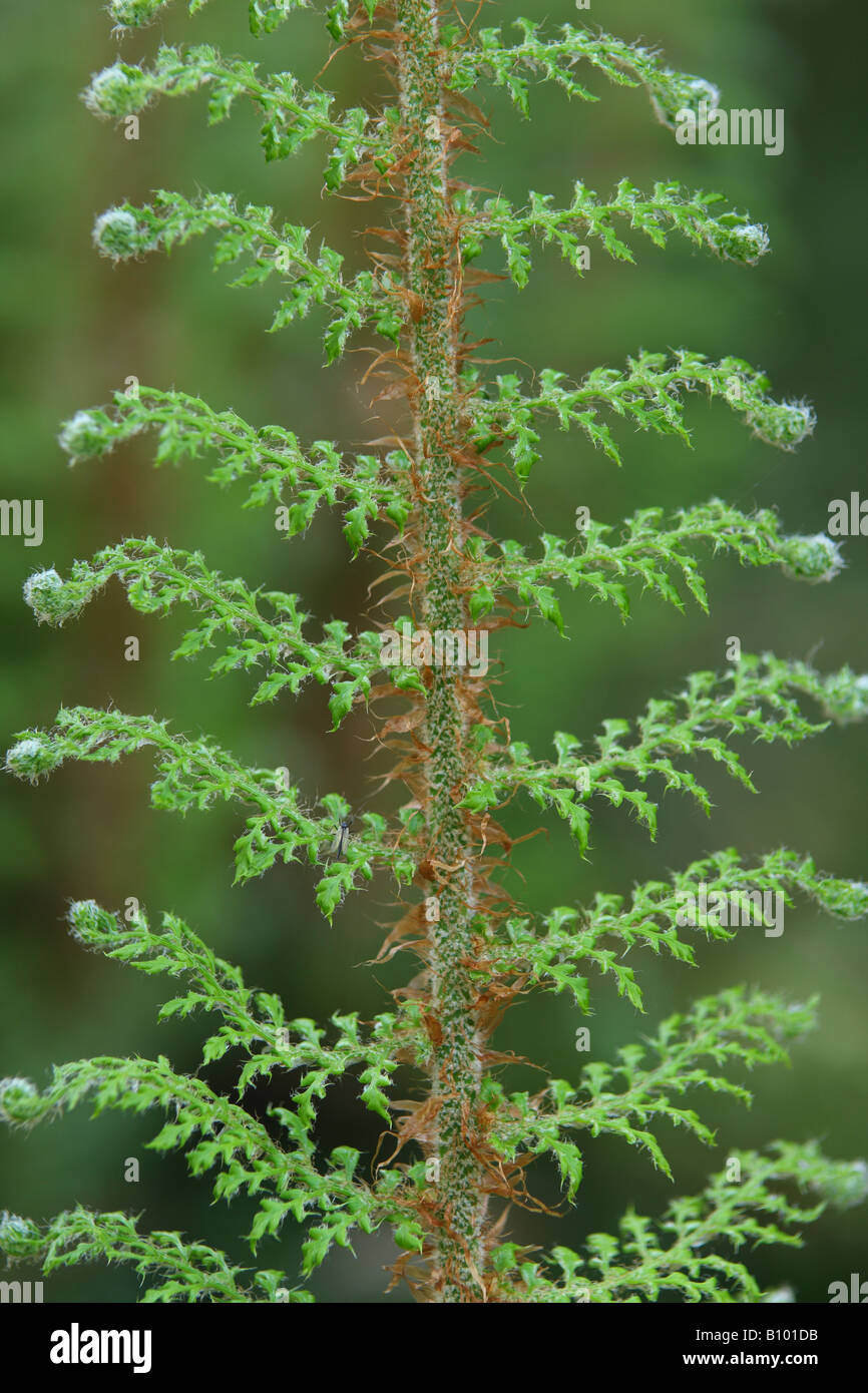 Leaf Unfolding High Resolution Stock Photography and Images - Alamy