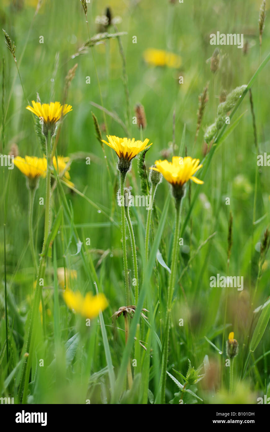 Hay flower hi-res stock photography and images - Alamy