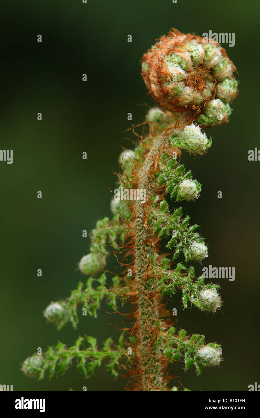 Leaf Unfolding High Resolution Stock Photography and Images - Alamy