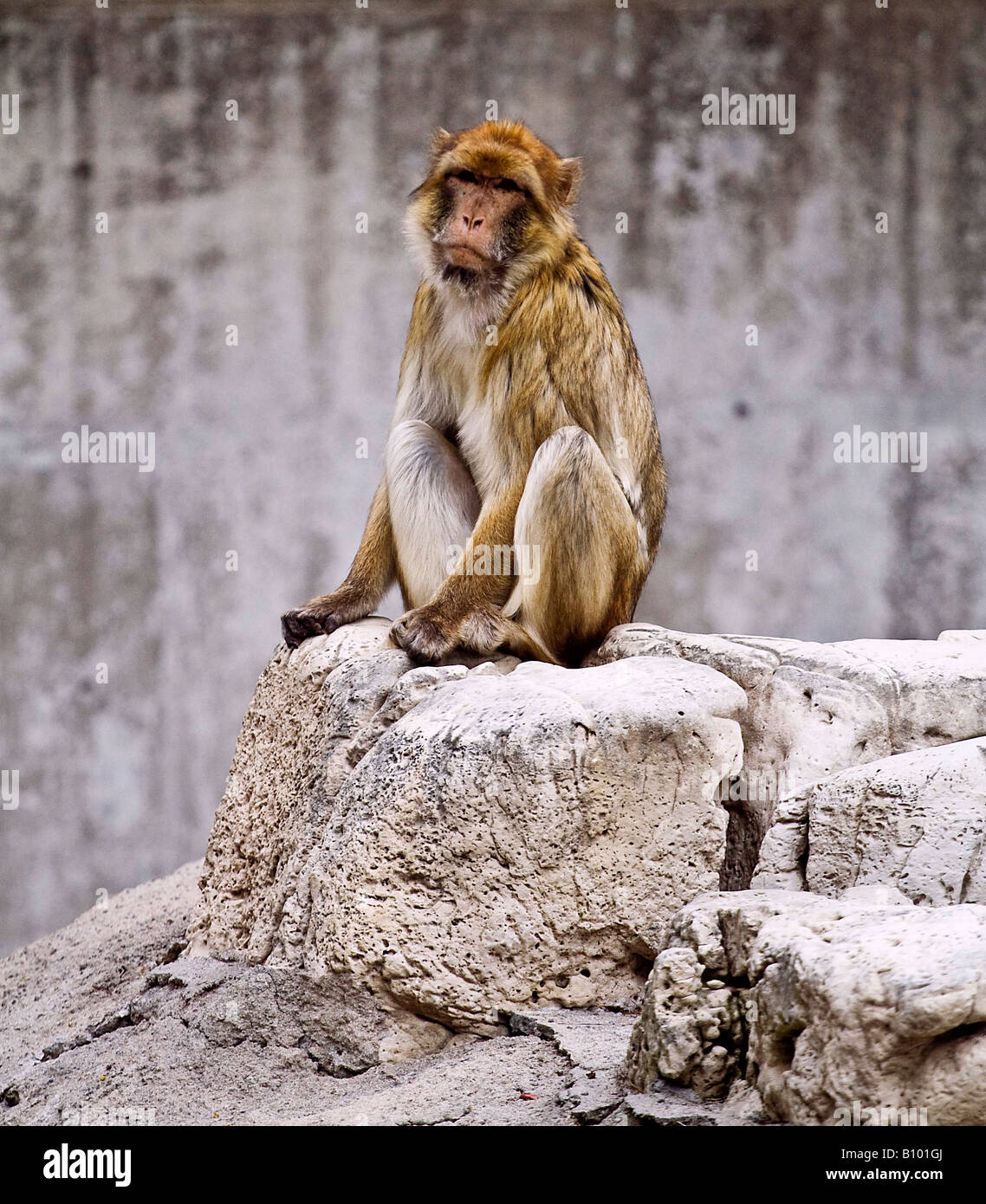 picture of the monkey in a zoo Stock Photo - Alamy