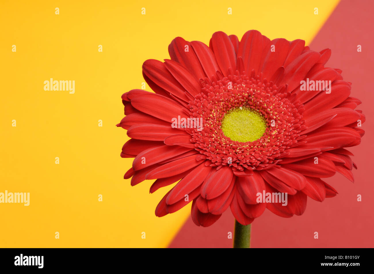 Bright colourful orange gerbera daisy hi-res stock photography and ...