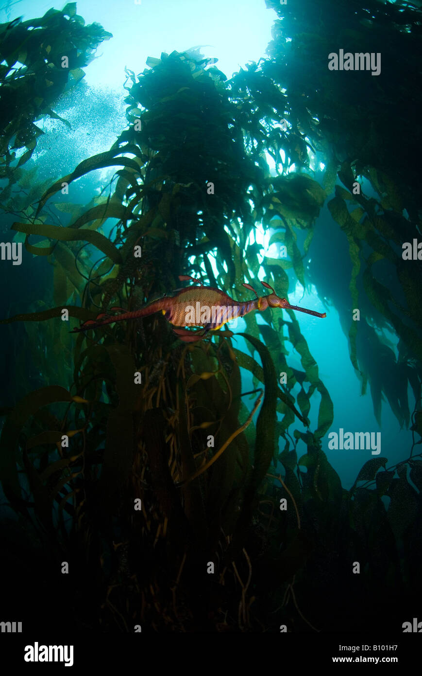 Weedy Sea Dragon Phyllopteryx taeniolatus Tasmania Australia Stock ...