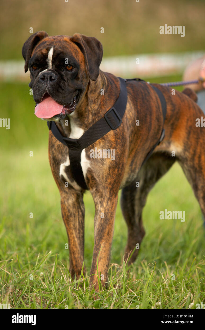 Boxer at training Stock Photo - Alamy