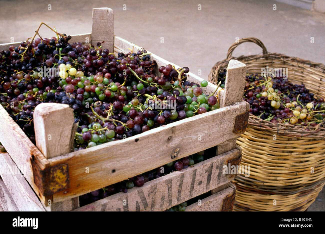 Wine grapes. Crete, Greece Stock Photo - Alamy