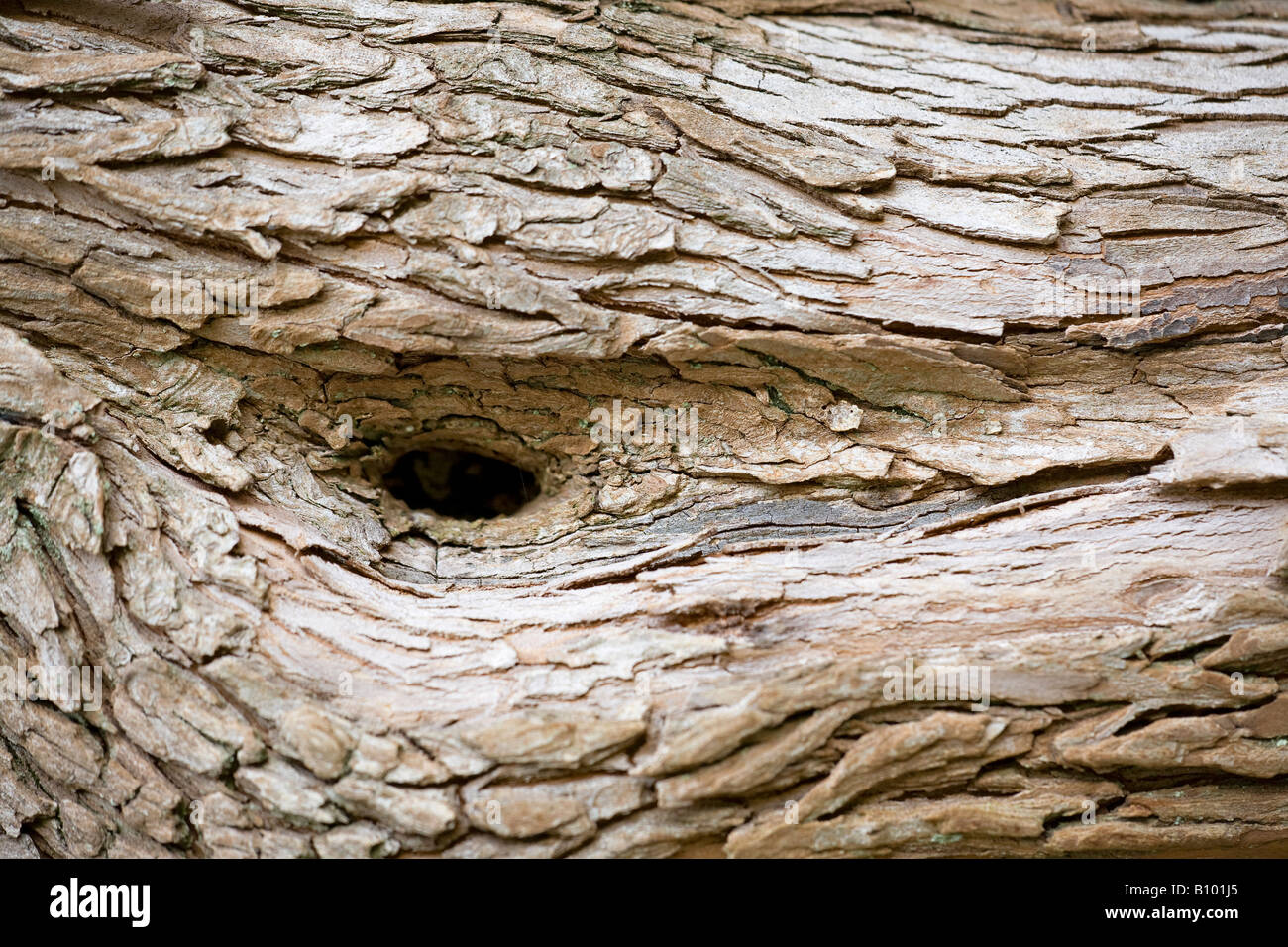 Strawberry Tree Bark Stock Photos & Strawberry Tree Bark Stock Images ...