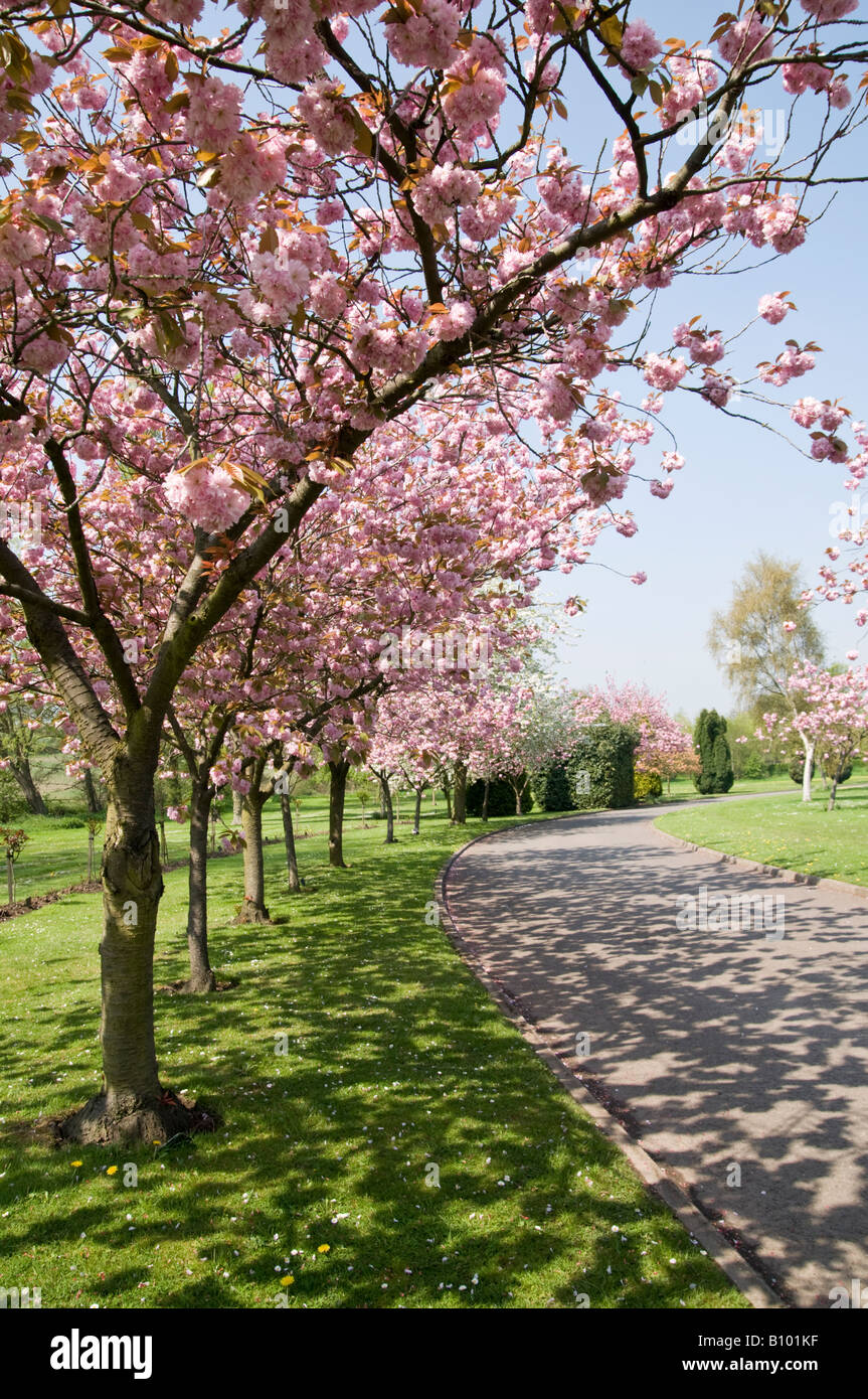Pink Cherry Blossom trees Stock Photo - Alamy