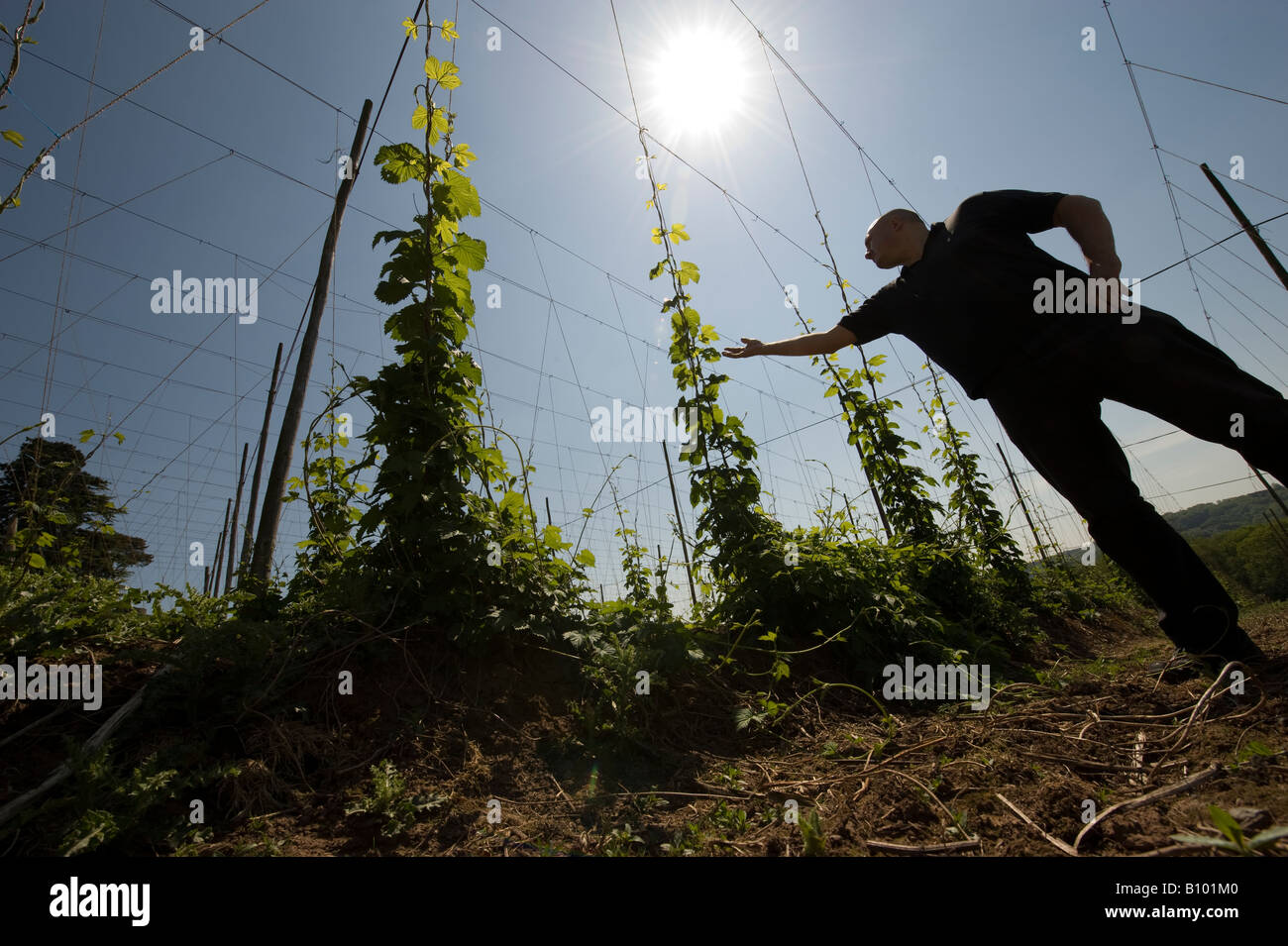 Hop resins hi-res stock photography and images - Alamy