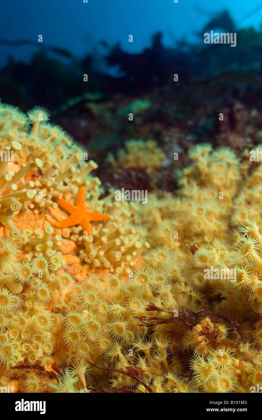 Sea Star at Reef Tasmania Australia Stock Photo - Alamy