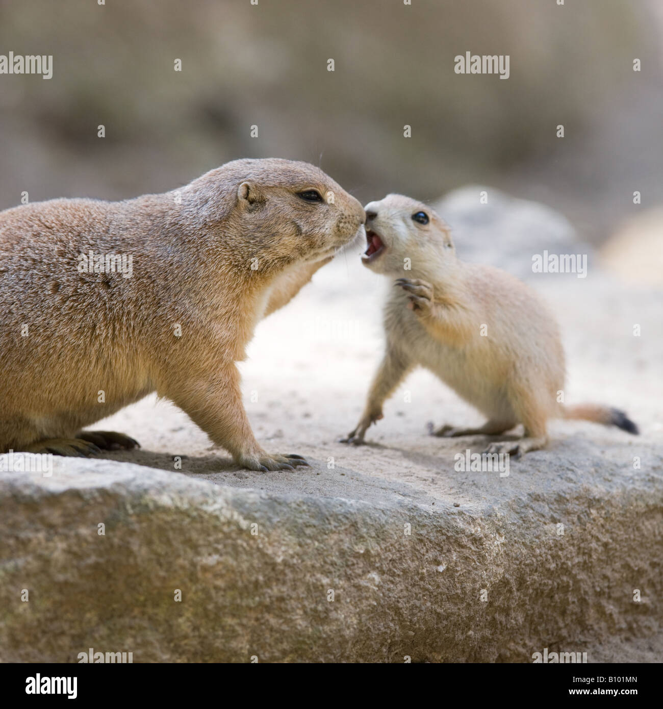 two black tailed Prairie dogs - Cynomys ludovicianus Stock Photo - Alamy