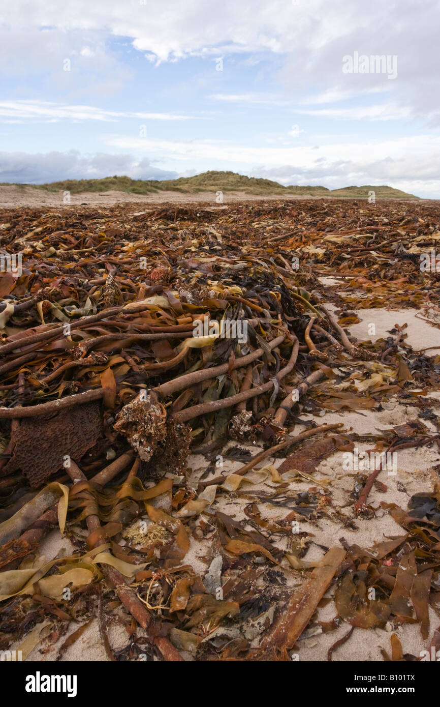 Tangled mass of seaweed hi-res stock photography and images - Alamy