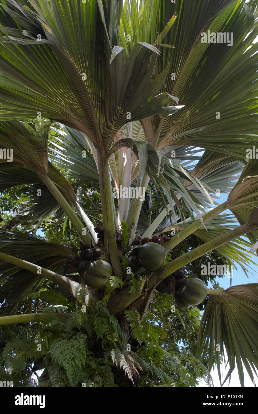 Coco de mer - Lodoicea maldivica in the Seychelles Stock Photo - Alamy