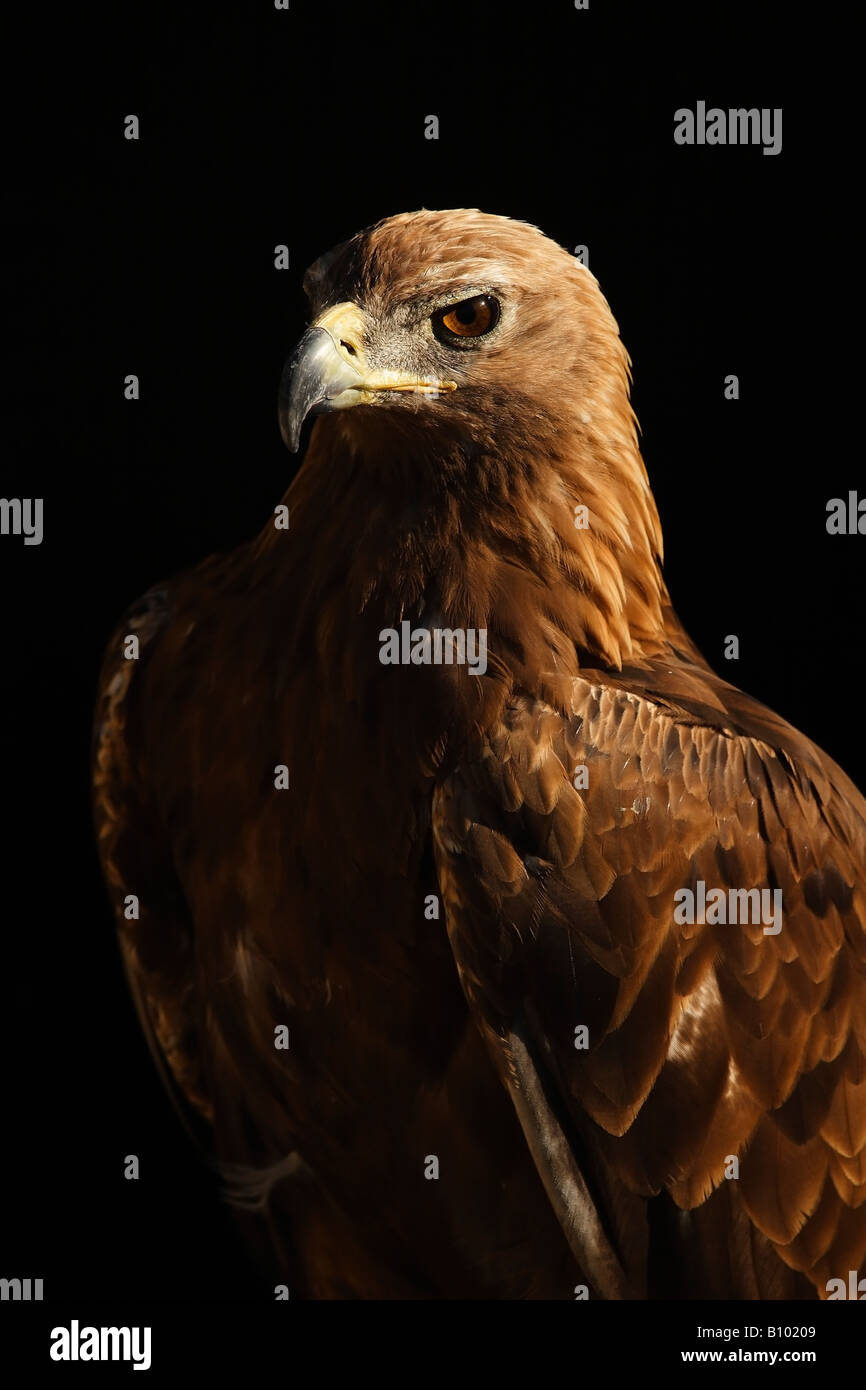 A Golden Eagle with sharps eyes and magnificient plumage after the ...