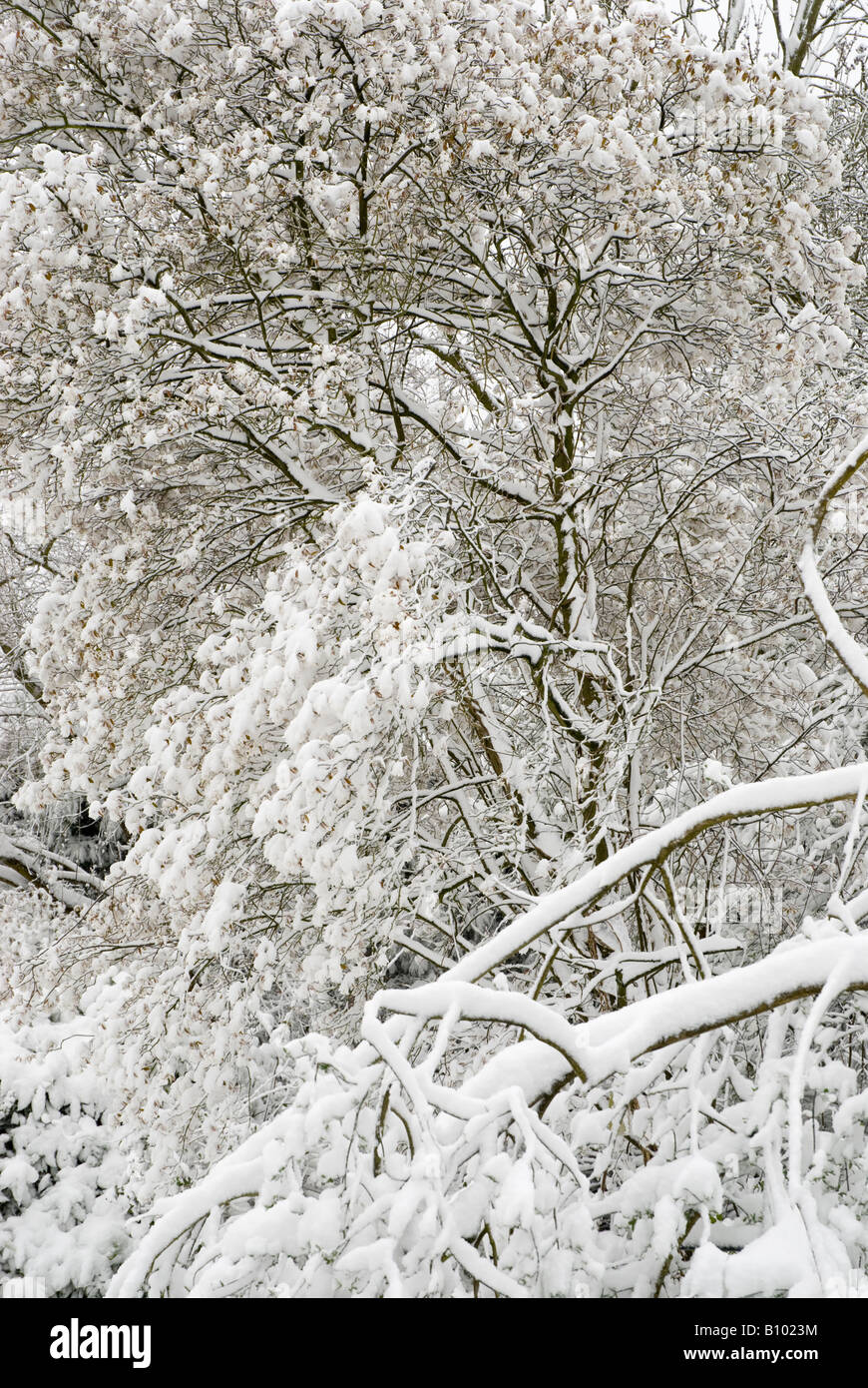 Sudden heavy snow fall on tree branches in spring Stock Photo - Alamy