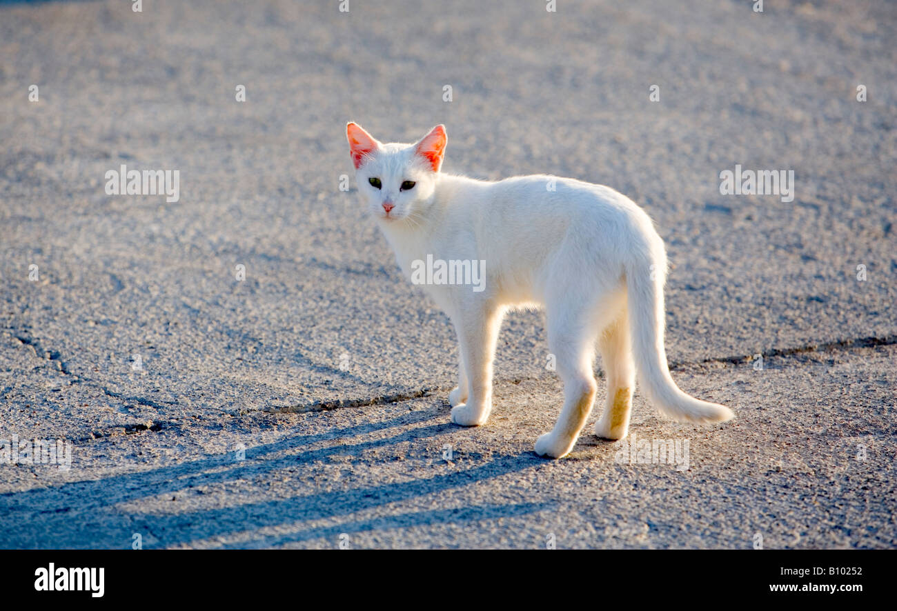 Stray cat backlit Faliraki Rhodes Greece Stock Photo - Alamy