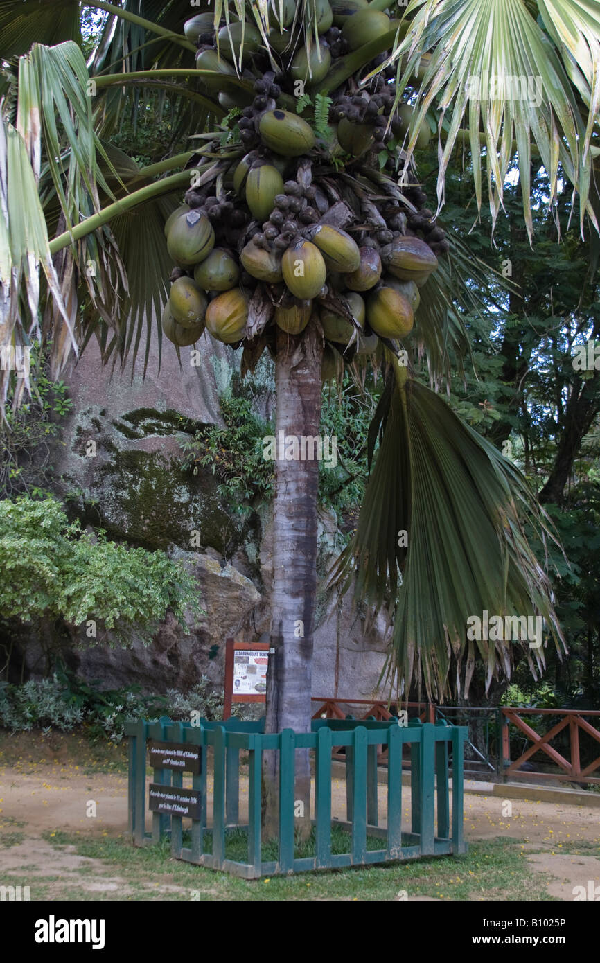 Coco de mer - Lodoicea maldivica in the Seychelles Stock Photo - Alamy