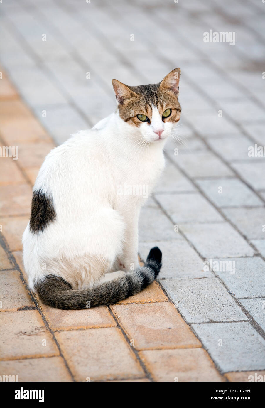 Sad stray cat poses hi-res stock photography and images - Alamy