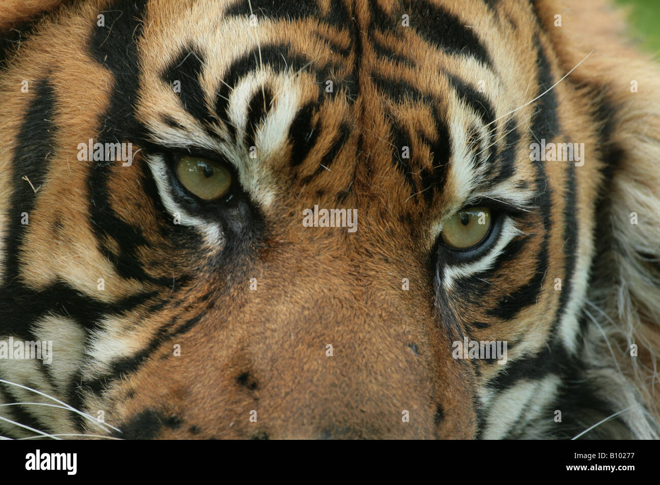 Sumatran tiger Panthera tigris sumatrae close up of face Stock Photo ...