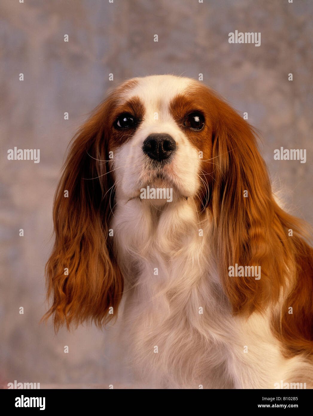 King Charles Spaniel Stock Photo - Alamy